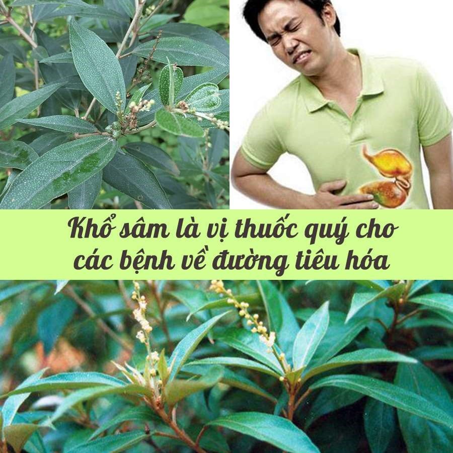Khổ sâm cho lá chữa viêm loét dạ dày tá tràng - Dược Liệu Hòa Bình