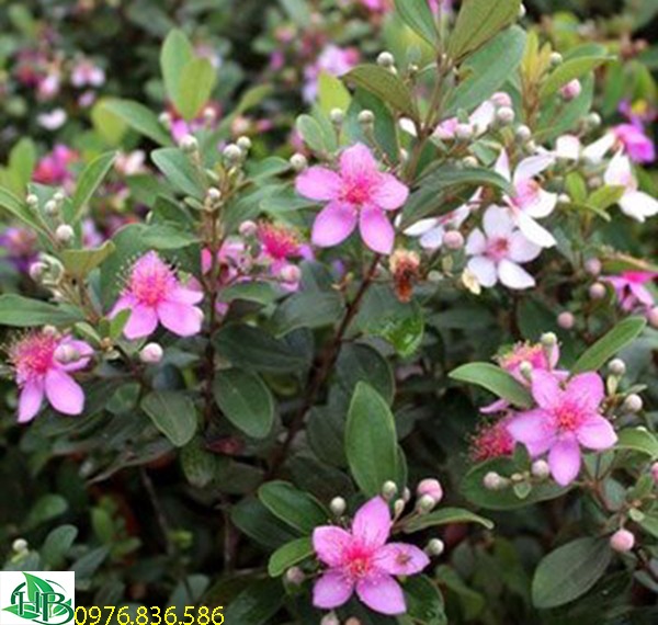 Cách ngâm sim với mật ong chuẩn thơm ngon - Dược Liệu Hòa Bình