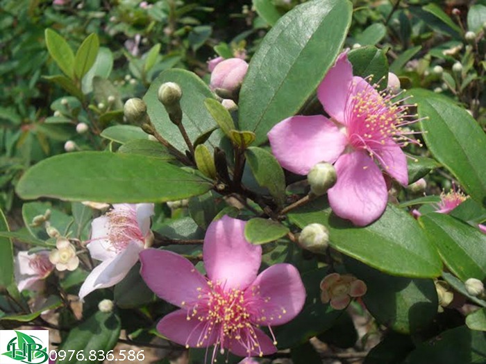 Trẻ em có dùng được quả sim không? - Dược Liệu Hòa Bình