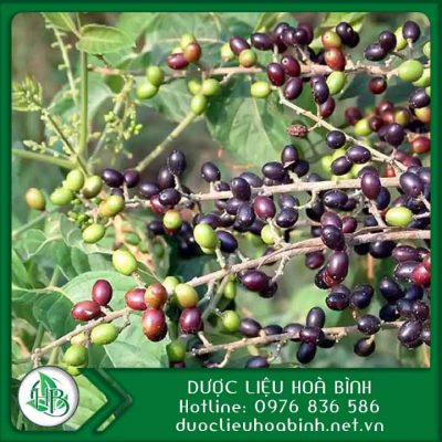 Cây sầu đâu rừng đặc điểm công dụng cách dùng - Dược Liệu Hòa Bình