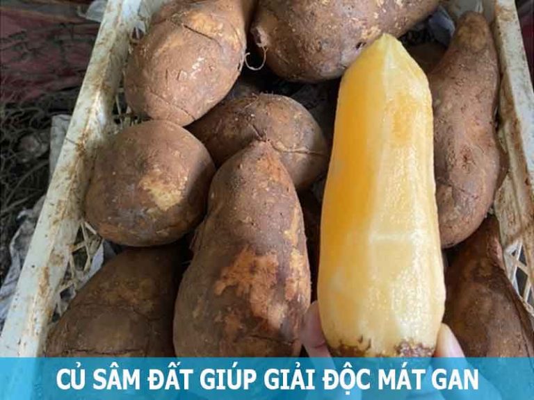 Củ sâm đất giúp hỗ trợ giải độc mát gan - Dược Liệu Hòa Bình