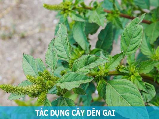 Tác dụng của cây rau dền gai - Dược Liệu Hòa Bình
